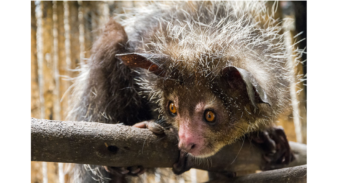 Aye-Aye: Madagascar's Fascinating Primate! - decodingfacts.com