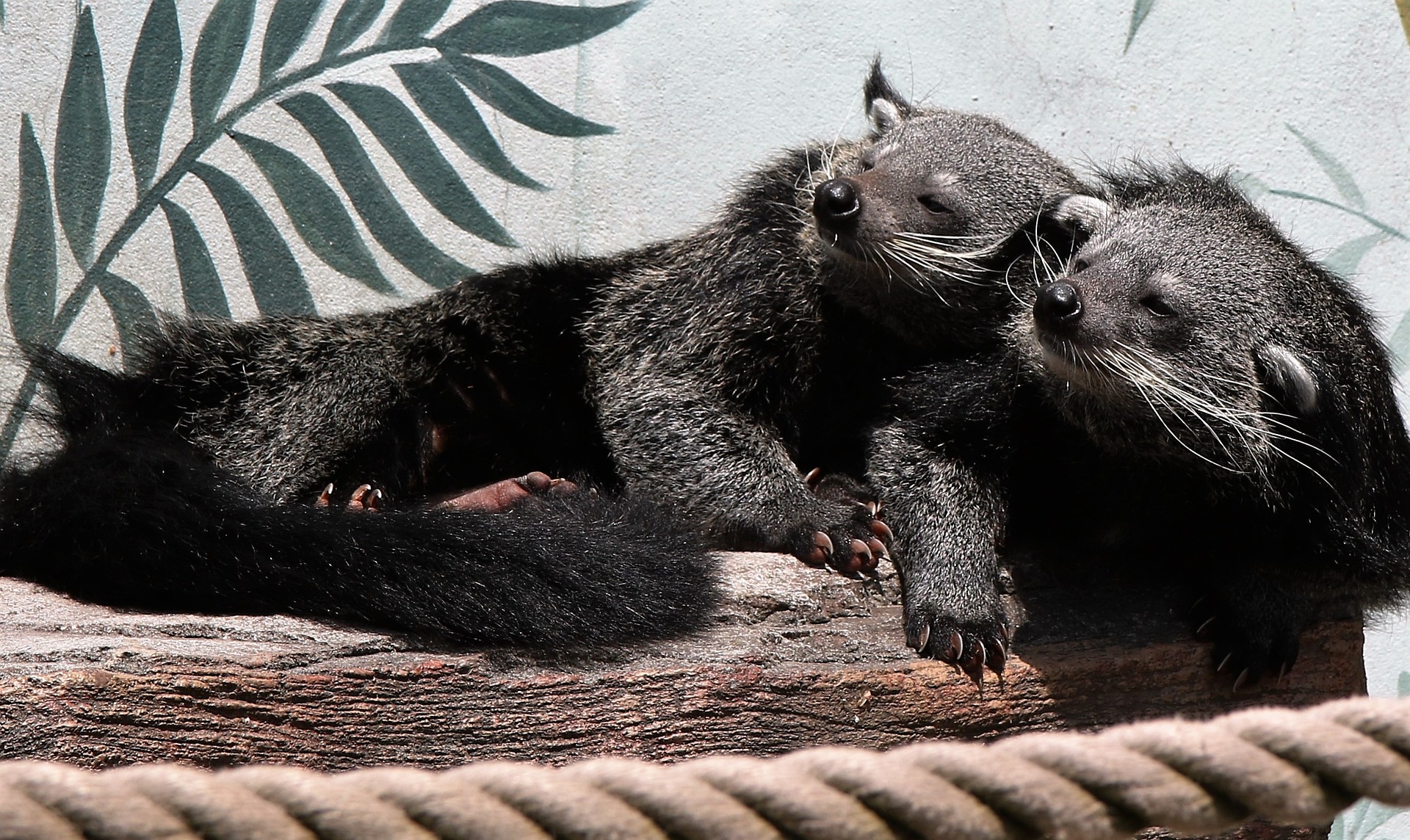 Binturong: Bearcat - From Popcorn Scent to Climbing Pro!
