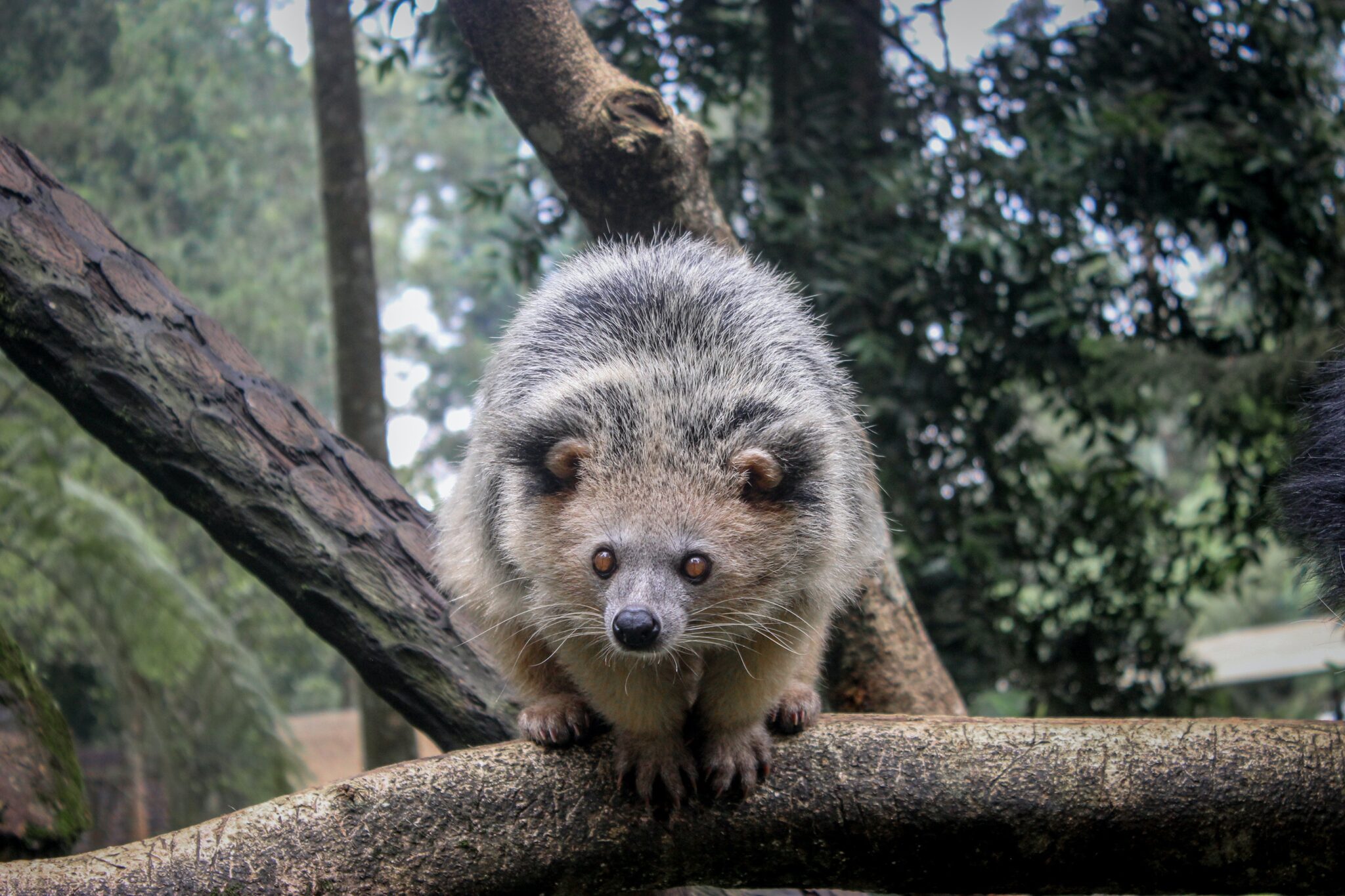 Binturong: Bearcat - From Popcorn Scent to Climbing Pro!