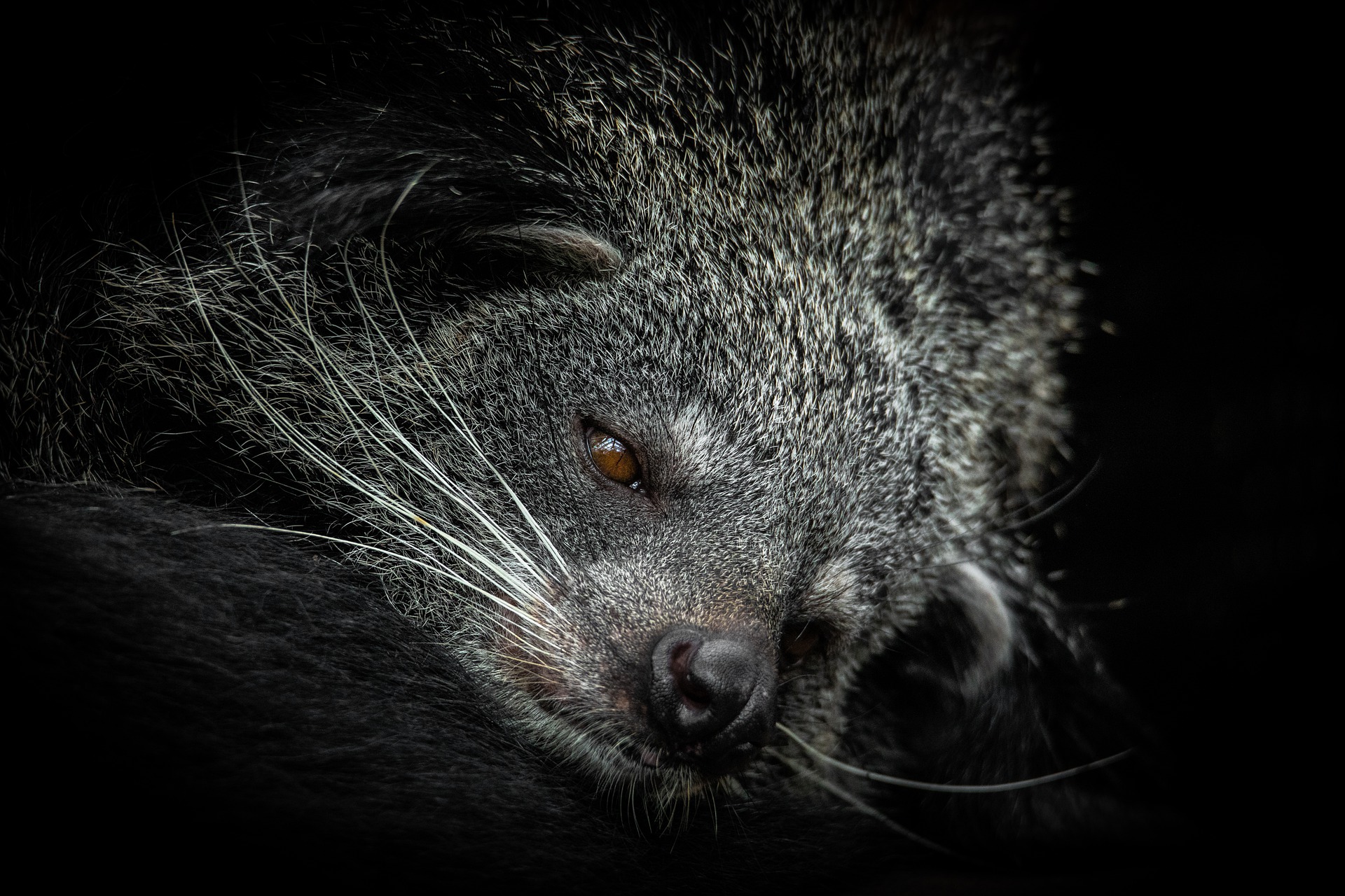 Binturong: Bearcat - From Popcorn Scent to Climbing Pro!