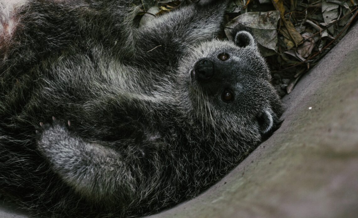 Binturong: Bearcat - From Popcorn Scent to Climbing Pro!
