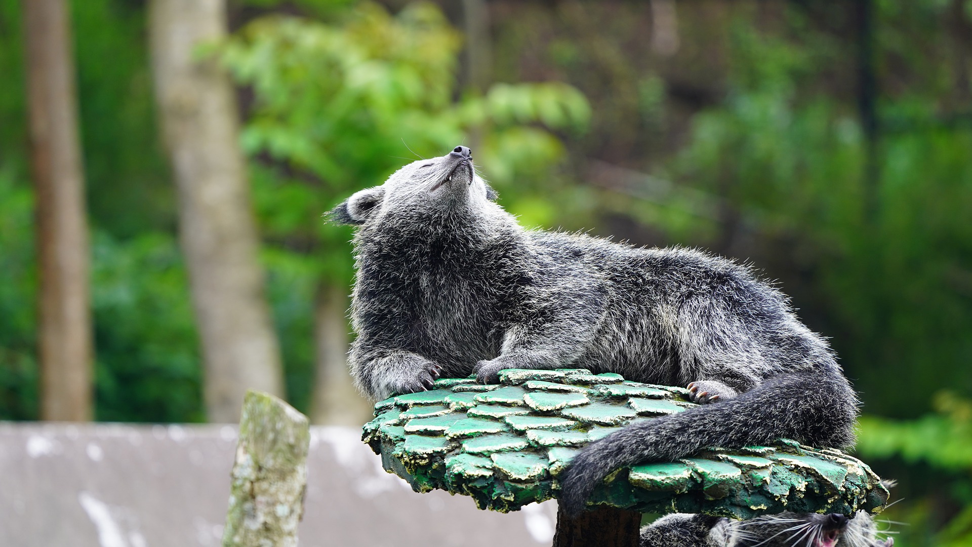 Binturong: Bearcat - From Popcorn Scent to Climbing Pro!