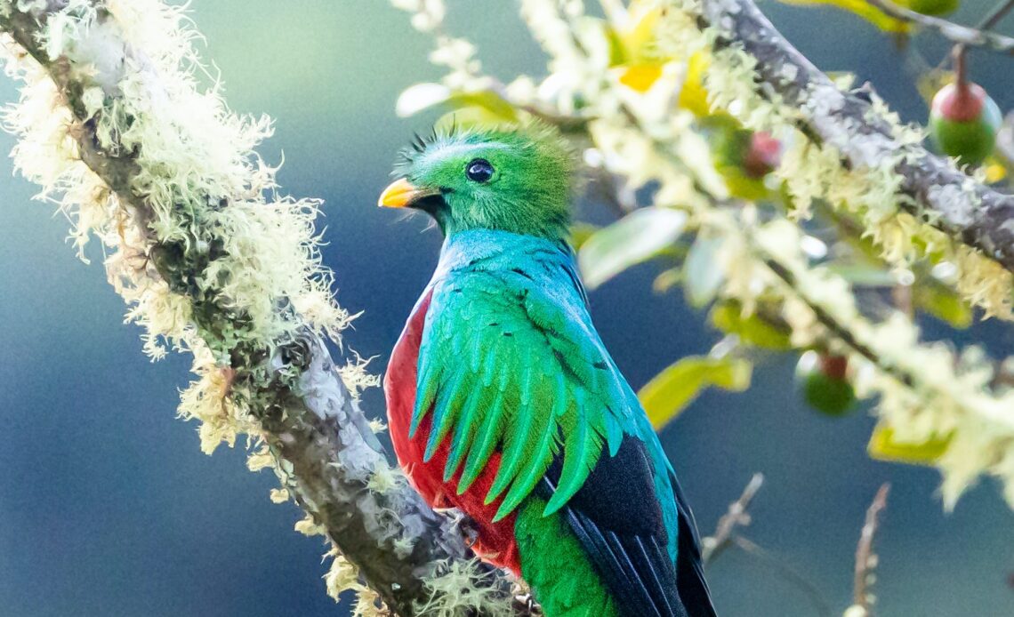 Resplendent Quetzal: A Jewel of the Cloud Forests!